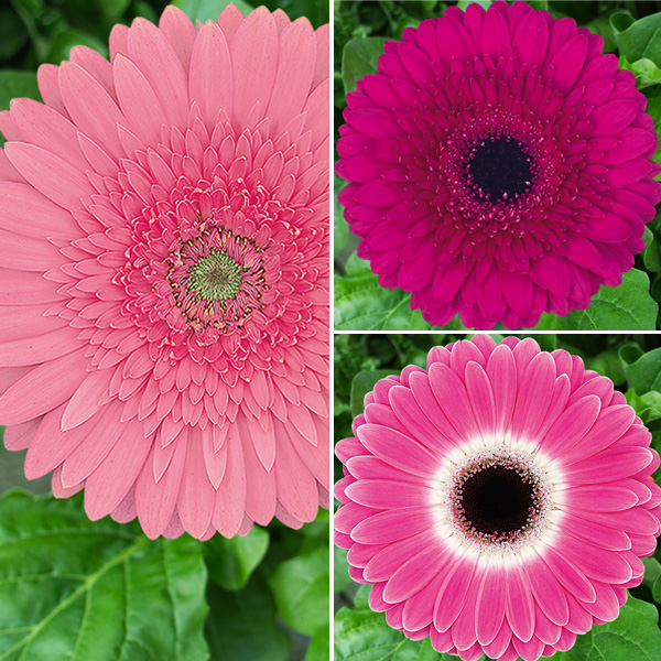 Gerbera Pretty N Pink Collection - Garden Express