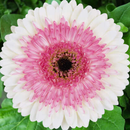 Gerberas (Transvaal daisy) - Garden Express - Online Nursery