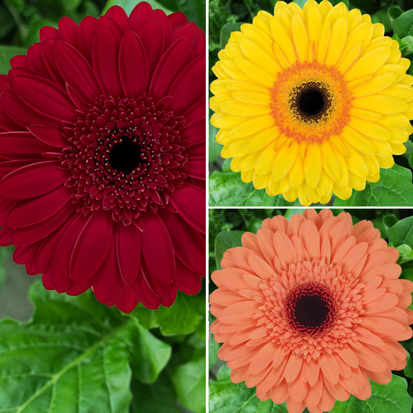 Gerbera Wildfire Collection - Garden Express