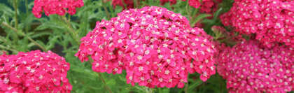 Achillea Growing Guide - Garden Express - Online Nursery