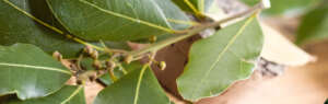 Bay Tree Growing Guide - Garden Express - Online Nursery