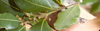 Bay Tree Growing Guide - Garden Express - Online Nursery