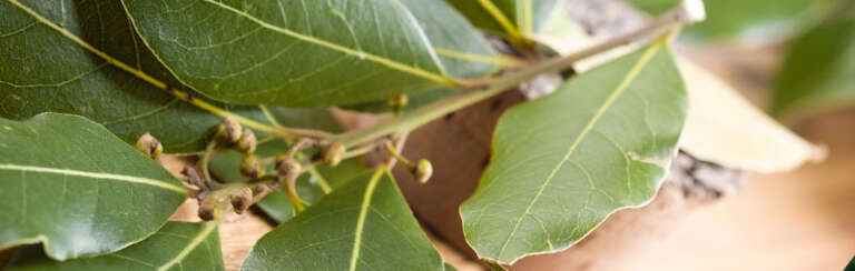 Bay Tree Growing Guide - Garden Express - Online Nursery