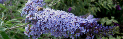 Buddleja Growing Guide - Garden Express - Online Nursery