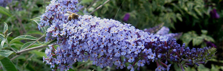 Buddleja Growing Guide - Garden Express - Online Nursery