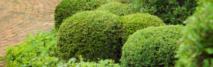 Buxus Growing Guide - Garden Express - Online Nursery