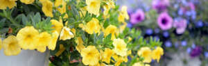 Calibrachoa Growing Guide - Garden Express - Online Nursery