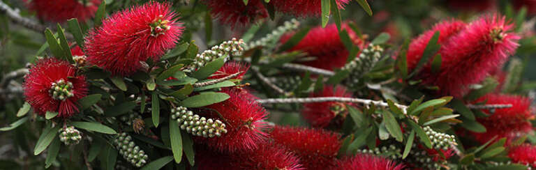 Callistemon Growing Guide - Garden Express - Online Nursery