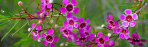 Chamelaucium Growing Guide - Garden Express - Online Nursery