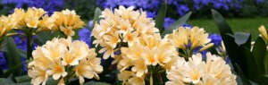 Clivia Growing Guide - Garden Express - Online Nursery
