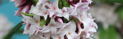 Daphne Growing Guide - Garden Express - Online Nursery