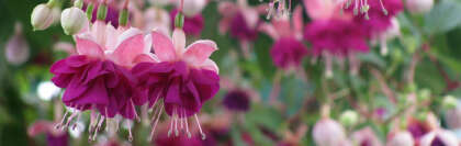 Fuchsia Growing Guide - Garden Express - Online Nursery