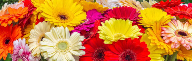 Gerbera Growing Guide - Garden Express - Online Nursery