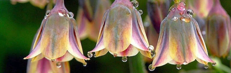 Mediterranean Bells Growing Guide - Garden Express - Online Nursery