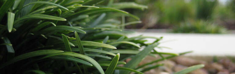 Mondo Grass Growing Guide - Garden Express - Online Nursery