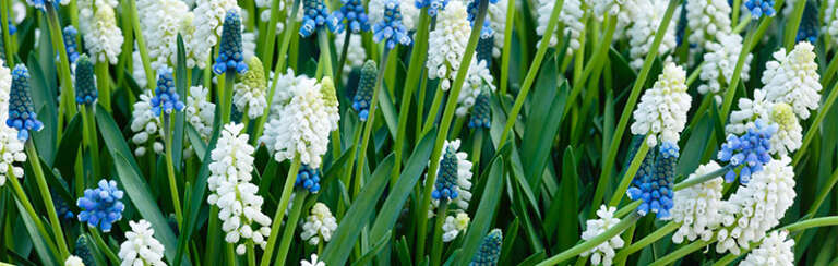Muscari Growing Guide - Garden Express - Online Nursery