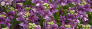 Nemesia Growing Guide - Garden Express - Online Nursery