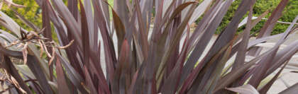 Phormium Growing Guide - Garden Express - Online Nursery