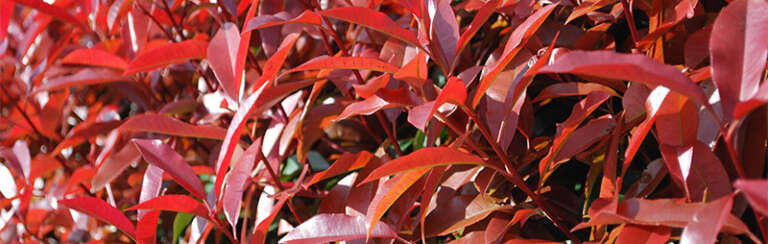 Photinia Growing Guide - Garden Express - Online Nursery