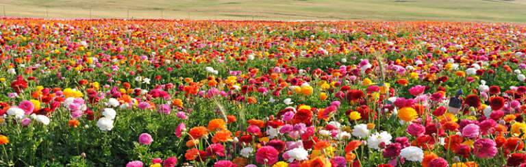 Ranunculus Growing Guide - Garden Express - Online Nursery