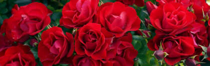 Rose Growing Guide - Garden Express - Online Nursery