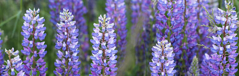 Russell Lupin Growing Guide - Garden Express - Online Nursery