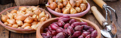 Shallots Growing Guide - Garden Express - Online Nursery
