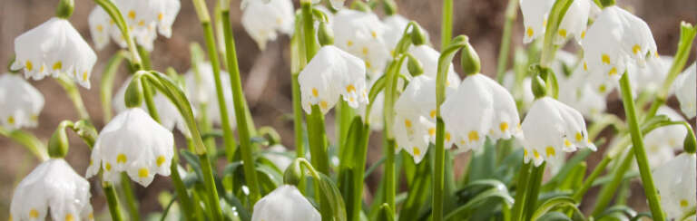 Snowflakes Growing Guide - Garden Express - Online Nursery