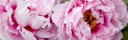 Tree Peony Rose Growing Guide - Garden Express - Online Nursery