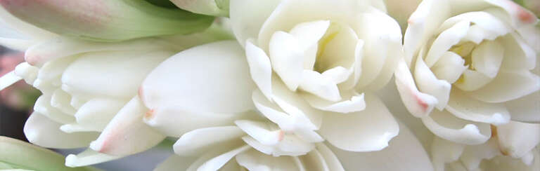Tuberose Growing Guide - Garden Express - Online Nursery