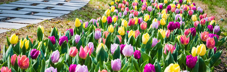 Tulip Growing Guide - Garden Express - Online Nursery