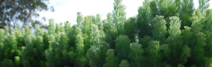 Woolly Bush Growing Guide - Garden Express - Online Nursery