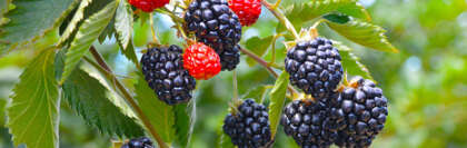 Youngberry Growing Guide - Garden Express - Online Nursery
