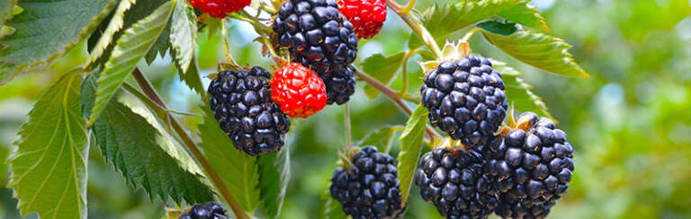 Youngberry Growing Guide - Garden Express - Online Nursery