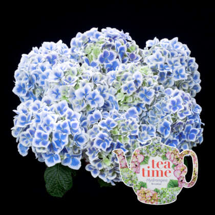 Hydrangea Plants (Hortensia) - Garden Express Online Nursery
