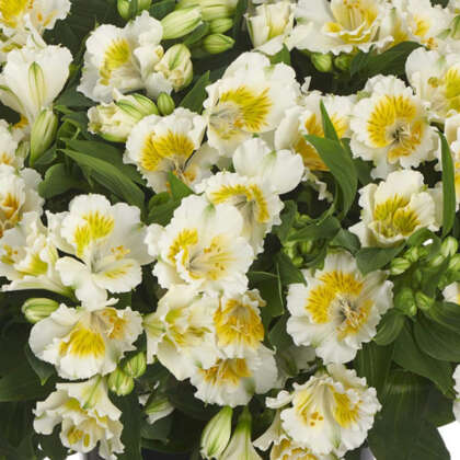 Princess Lily Katiana - Garden Express