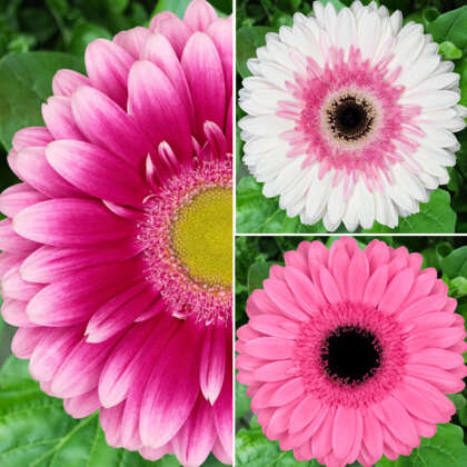 Gerberas (Transvaal daisy) - Garden Express - Online Nursery