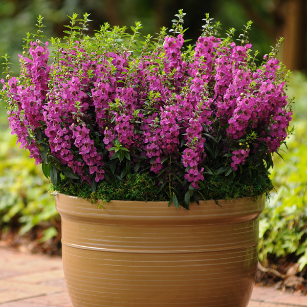 Angelonia Archangel Raspberry - Garden Express