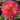 Dahlia First Prize - Garden Express
