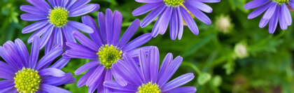 Rock Daisy Growing Guide - Garden Express - Online Nursery