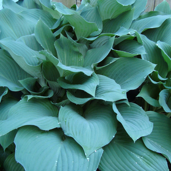 Hosta Fragrant Blue - Garden Express