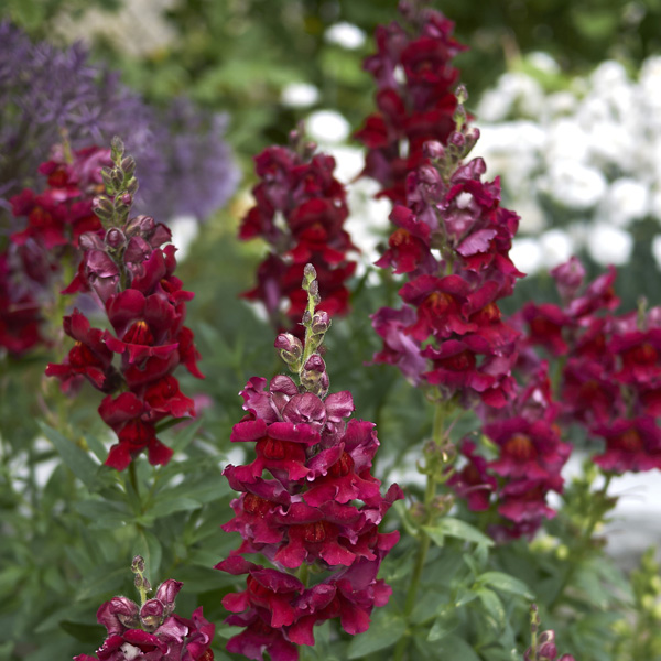 Snapdragon Potomac Crimson - Garden Express