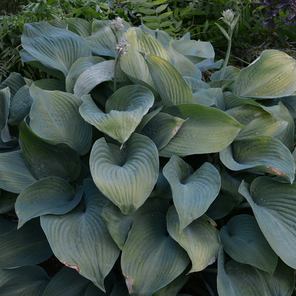 Hosta Dew Drop - Garden Express