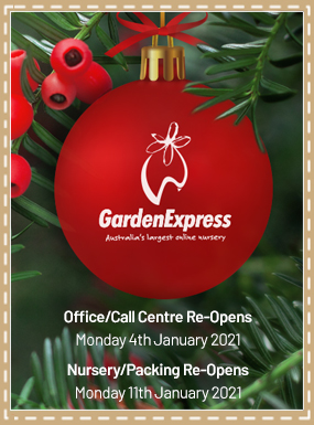 Trees, Shrubs & Grasses - Garden Express - Online Nursery