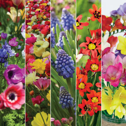Special Online Offers - Garden Express - Australia's Largest Online Nursery
