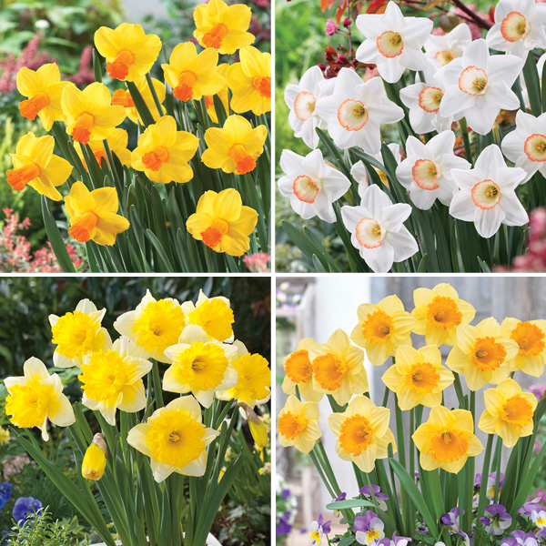The Daffodils You Need to Brighten Your Garden - Garden Express
