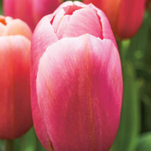 Tulip Ace Pink - Garden Express