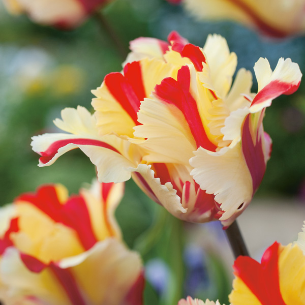 Tulip Rococo - Garden Express