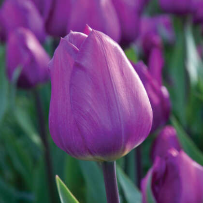 Tulip Saigon - Garden Express