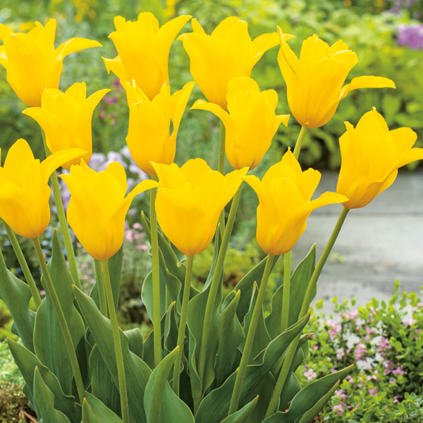 Tulip Curly Sue - Garden Express